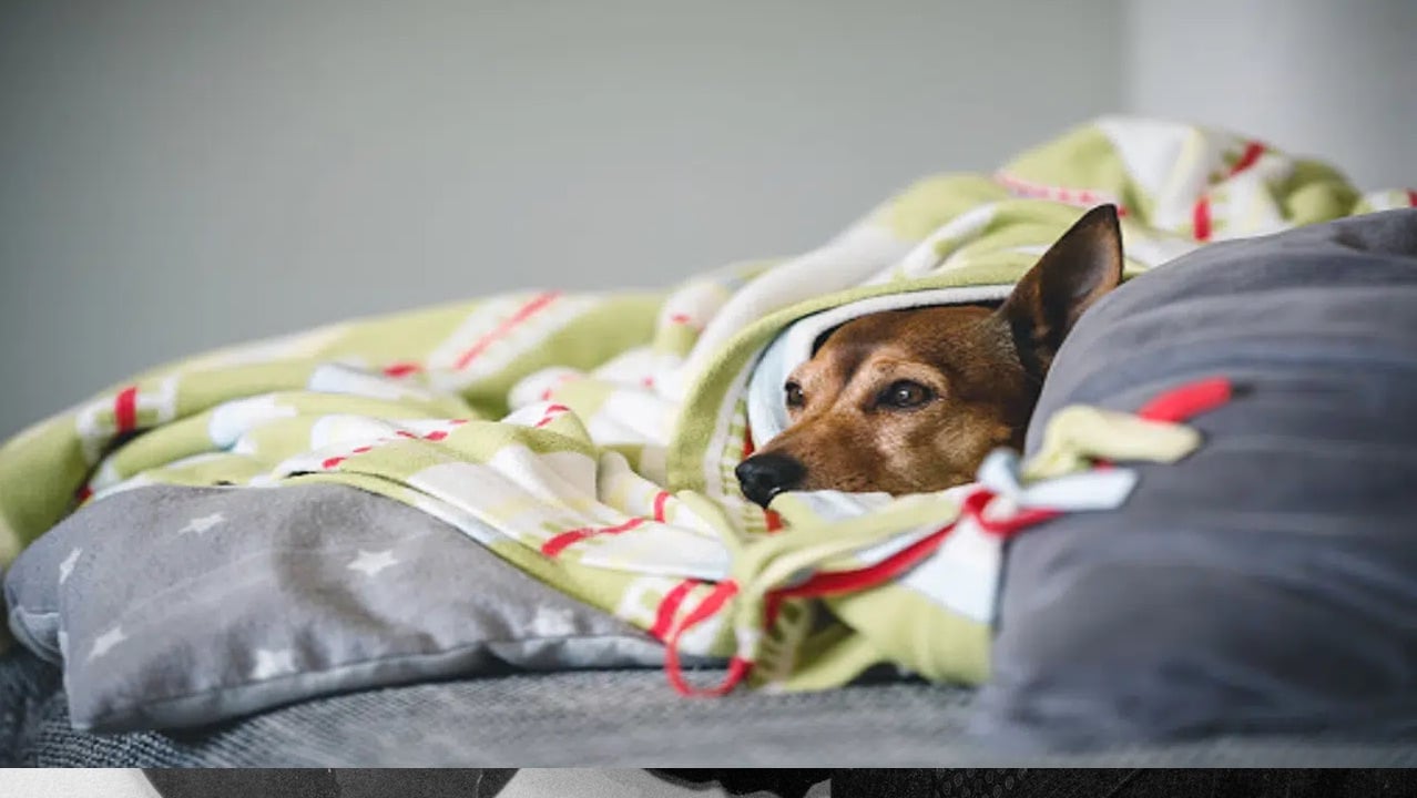 Cómo proteger a tu perro de la influenza canina – PlayaalDía